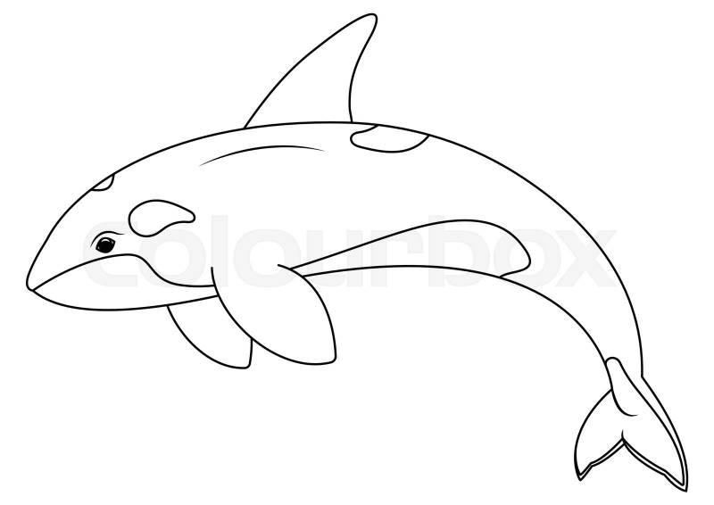 Black and white orca cartoon character vector. Coloring page | Colourbox